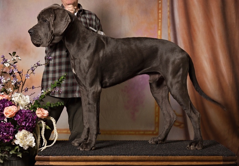 Meet The Parents : Mount Hood Danes